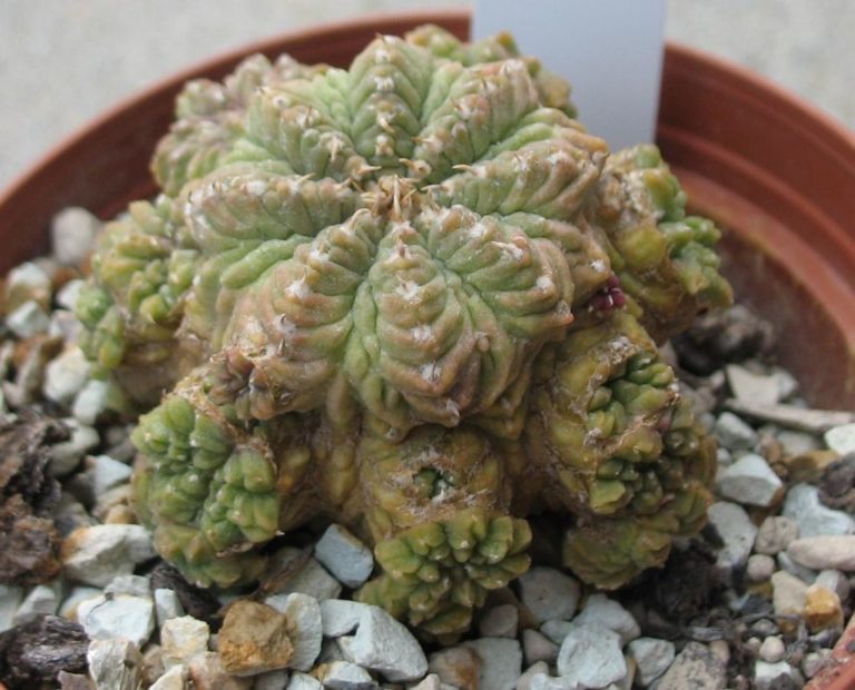 Aztekium – Kaktus-Fieber